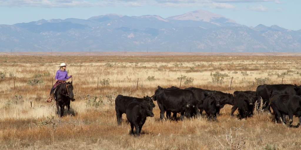 The Catalyze podcast: Becca Frucht ’05, pop politica